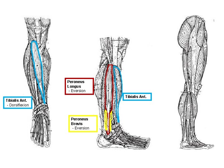 Muscle Labeling Health Occ Trapezius Shoulder Elevation Sternocleidomastoid