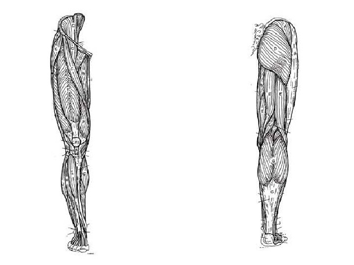 Muscle Labeling Health Occ Trapezius Shoulder Elevation Sternocleidomastoid