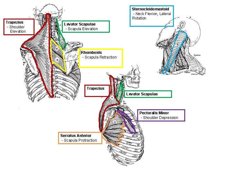Muscle Labeling Health Occ Trapezius Shoulder Elevation Sternocleidomastoid