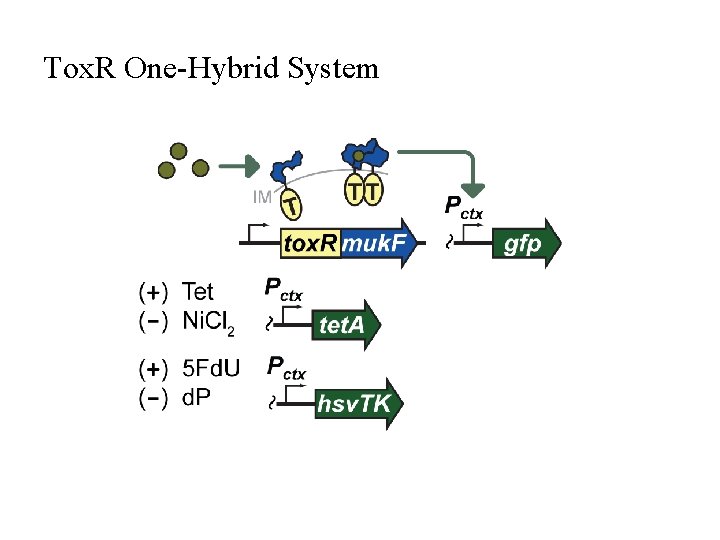Assessing and mitigating biosafety risks in synthetic biology
