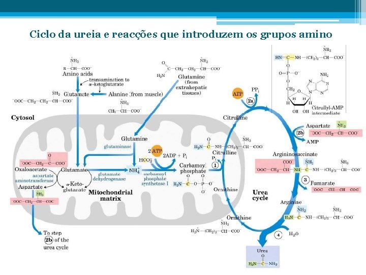 OXIDAO DOS AMINOCIDOS E PRODUO DE UREIA Os