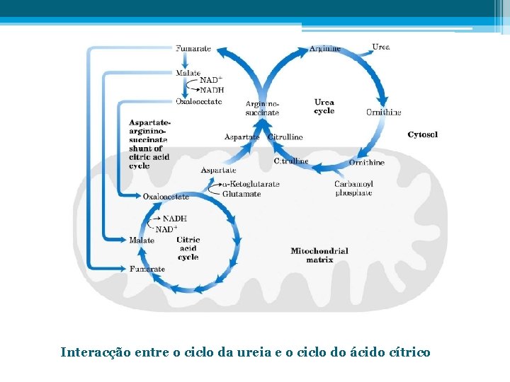 OXIDAO DOS AMINOCIDOS E PRODUO DE UREIA Os
