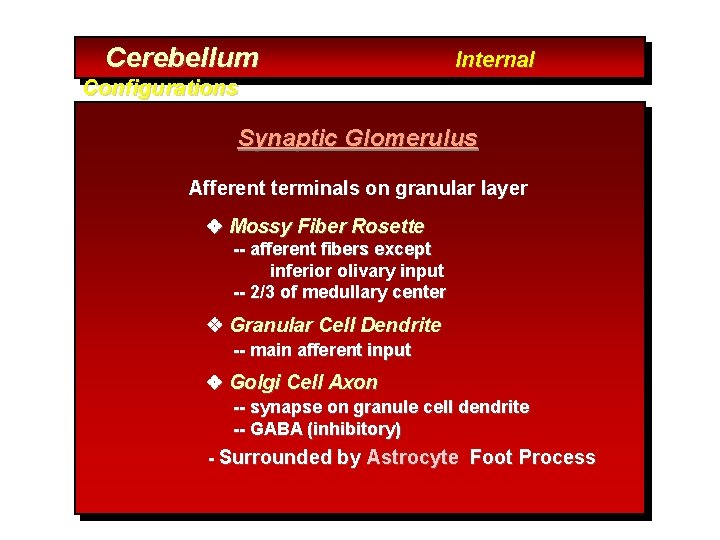 Cerebellum External Configurations located in posterior cranial fossa