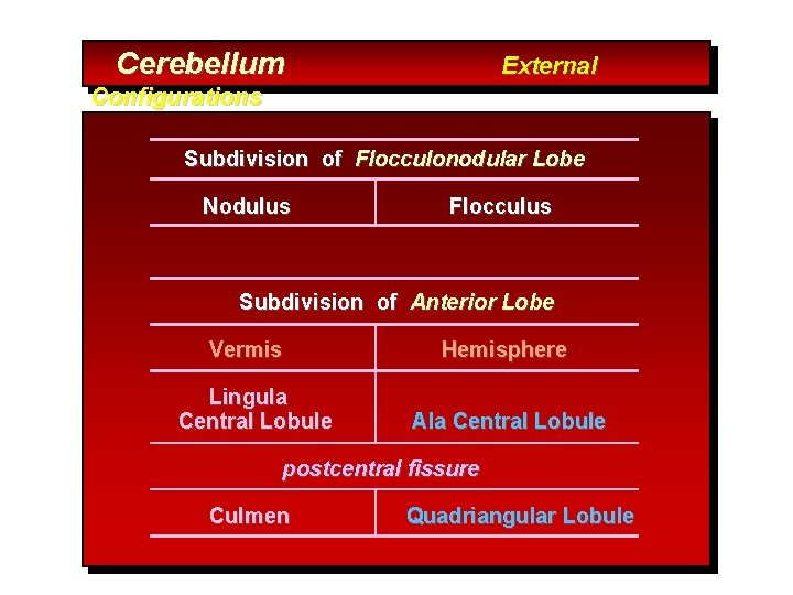 Cerebellum External Configurations located in posterior cranial fossa