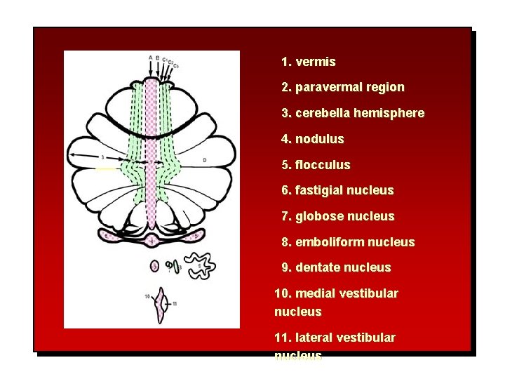 Cerebellum External Configurations located in posterior cranial fossa