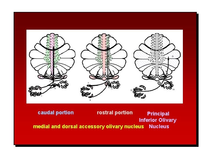 Cerebellum External Configurations located in posterior cranial fossa
