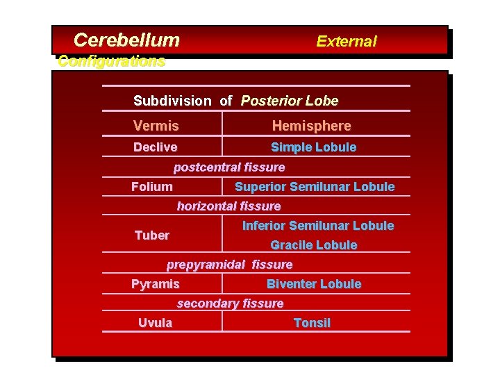 Cerebellum External Configurations located in posterior cranial fossa