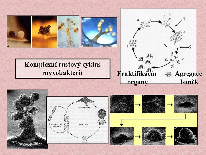 Rstov cykly bakteri Plodnice rodu Myxococcus Tvorba spory