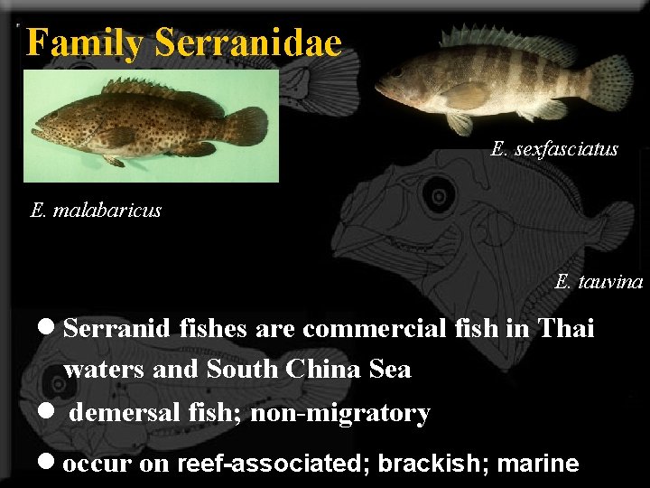 Family Gerreidae Mojarras Gerres erythrourus Gerreid fishes are