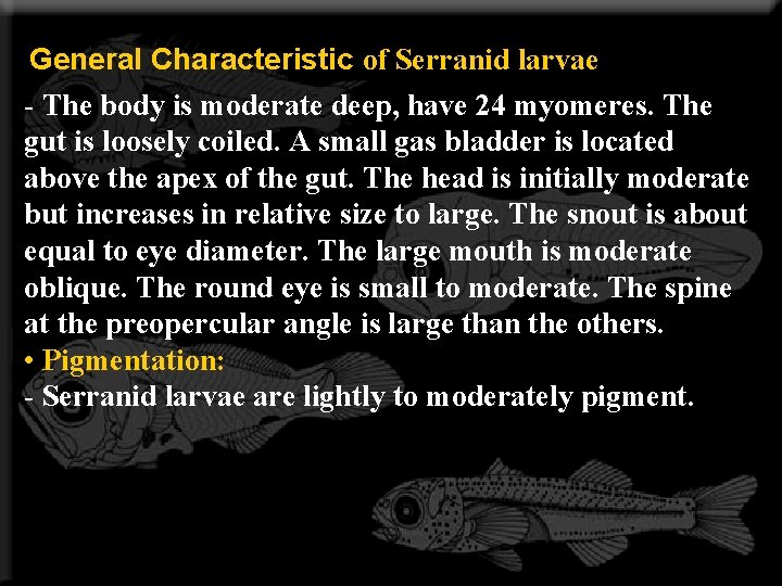 Family Gerreidae Mojarras Gerres erythrourus Gerreid fishes are