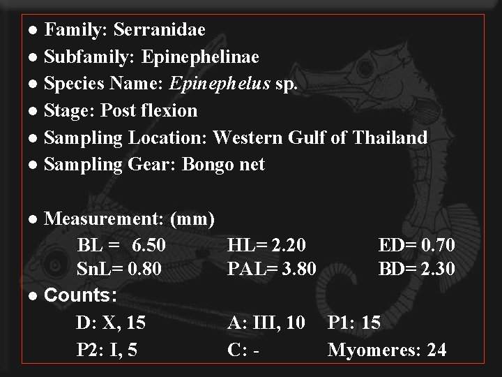 Family Gerreidae Mojarras Gerres erythrourus Gerreid fishes are