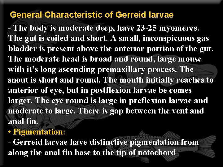 Family Gerreidae Mojarras Gerres erythrourus Gerreid fishes are
