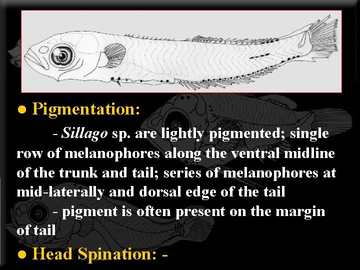 Family Gerreidae Mojarras Gerres erythrourus Gerreid fishes are
