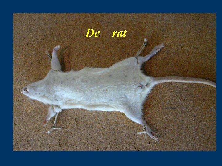 Inwendige bouw van een zoogdier De rat Verhouding