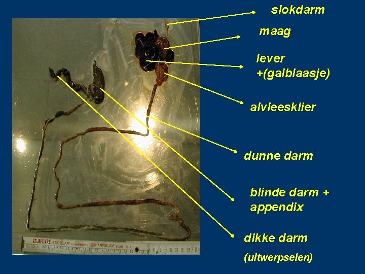 Inwendige bouw van een zoogdier De rat Verhouding