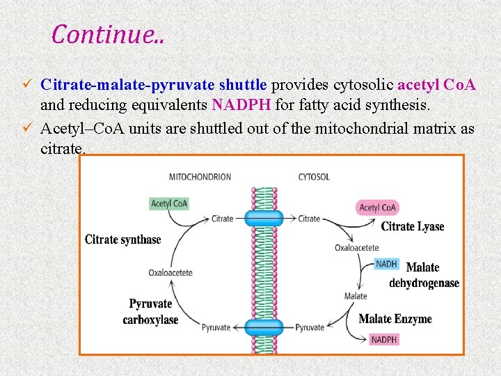 Fatty Acid Synthesis Javed Khan Biotechnology Department PGCSTR