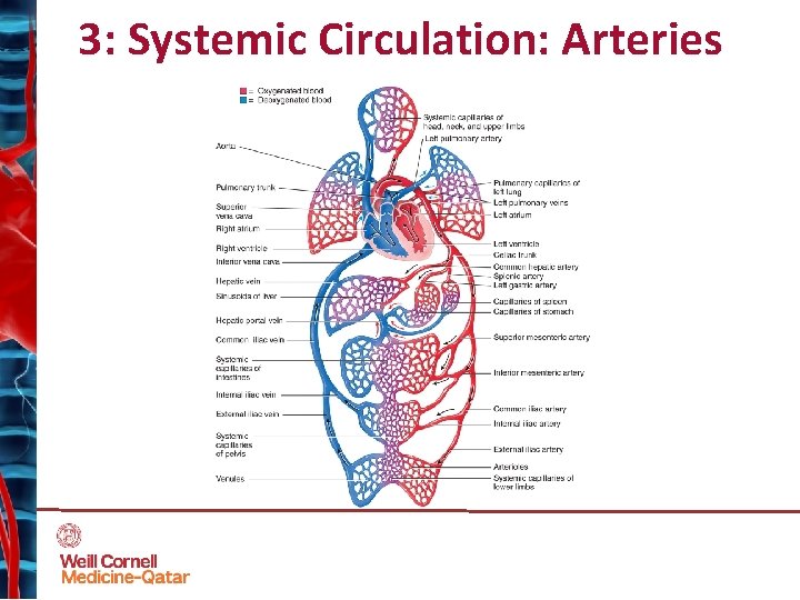 Human Development Structure Fall 2019 Blood Vessels 1