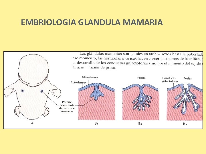 Ctedra de Biologa Celular Histologa y Embriologa Facultad