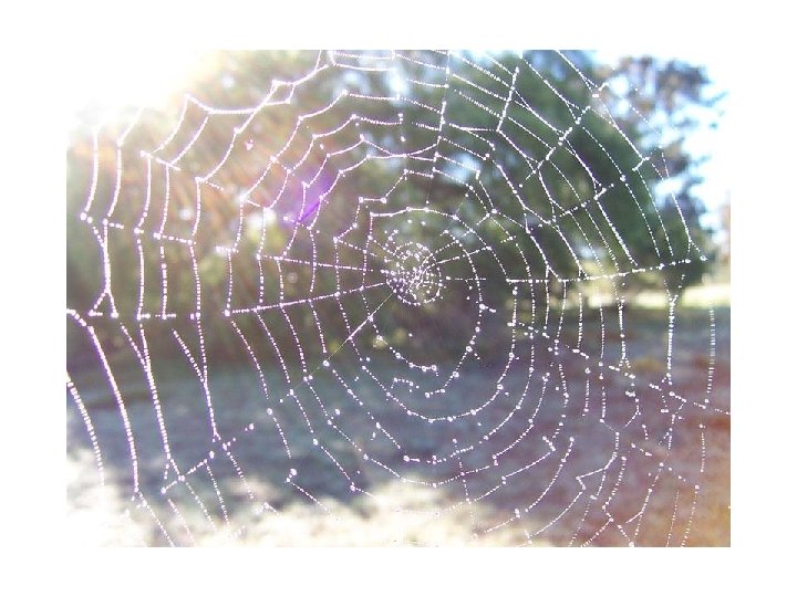 The Lady and the Spider by Robert Fulghum
