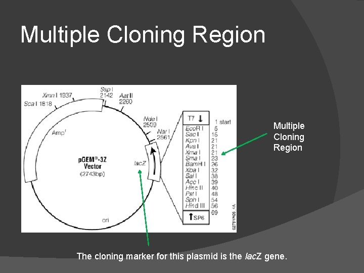 BASICS OF MOLECULAR CLONING Defining Cloning Cloning is
