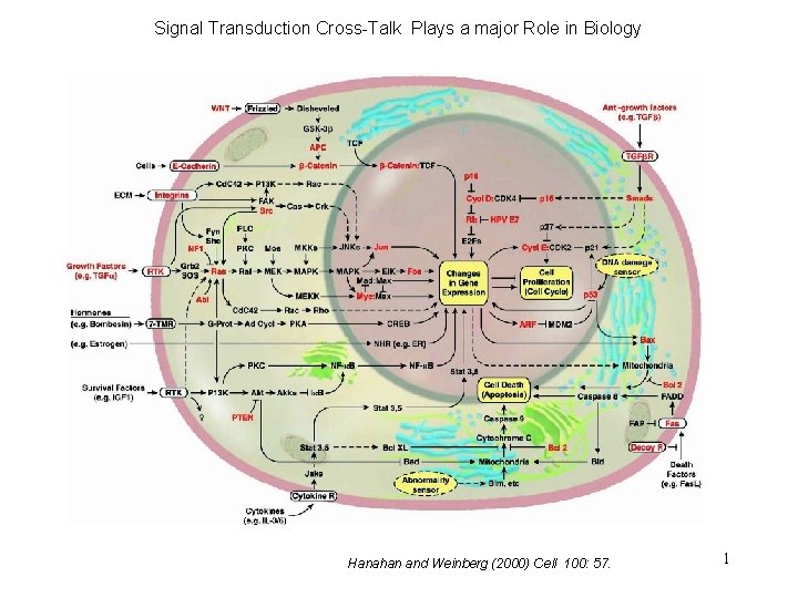 Signal Transduction CrossTalk Plays a major Role in