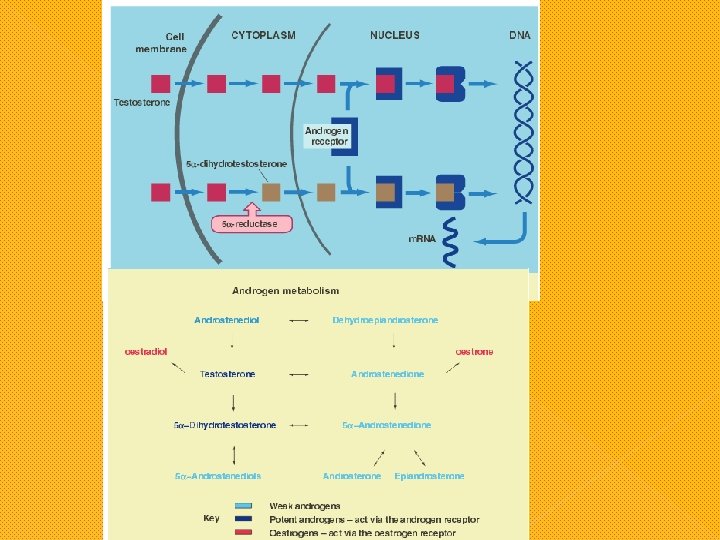 Androgenetic Alopecia Male and Female Pattern Hair Loss