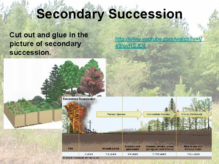 Succession in Ecosystems What caused this What caused