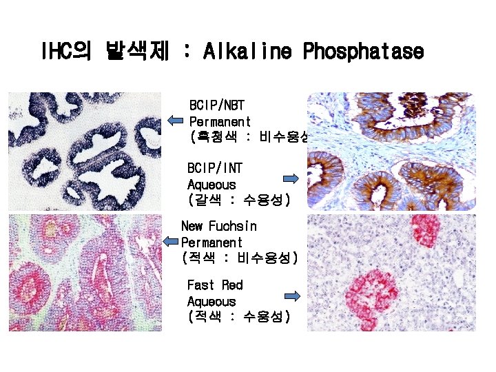Immunohistochemistry Secondary antibody 2 nd Ab link antibody