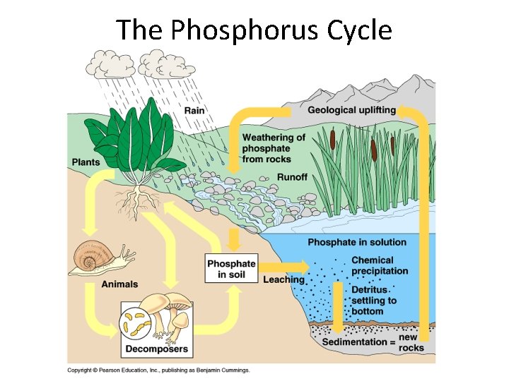 BIOGEOCHEMICAL CYCLES Biosphere Lithosphere Atmosphere Hydrosphere ...