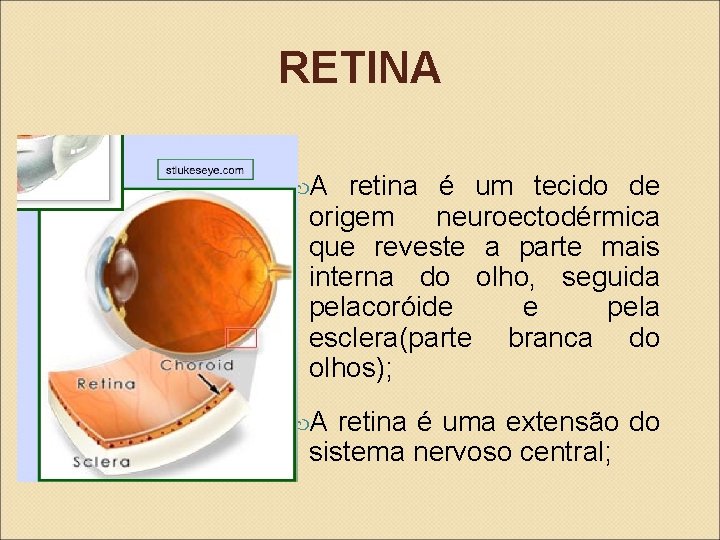 ANATOMIA RETINA INSTITUTO FILADLFIA ptica Turma 20 ANATOMIA