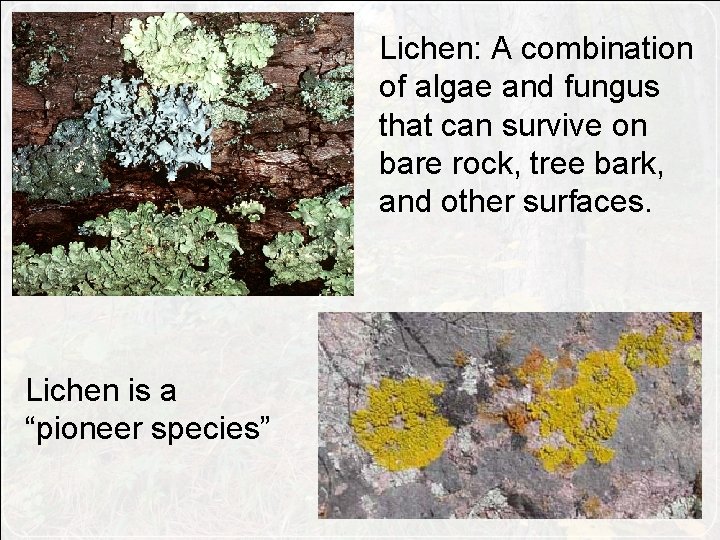 Changes in Ecosystems Ecological Succession 1 5 Changes