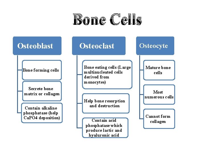 Calcium Homeostasis By Dr Abdel Aziz M Hussein