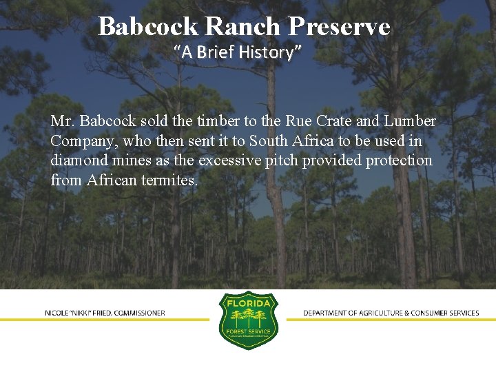 Babcock Ranch Preserve A Brief History Florida Forest