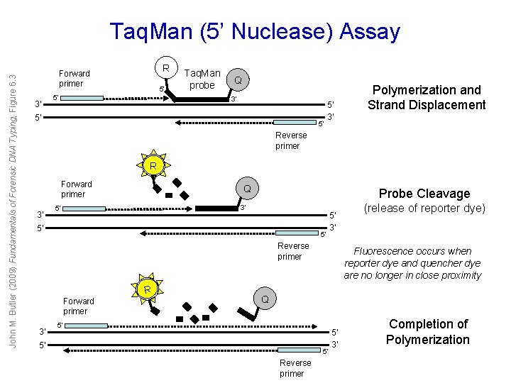 Chapter 6 DNA Quantitation Fundamentals of Forensic DNA
