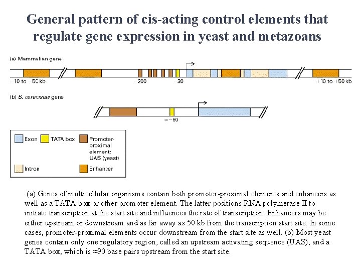 General pattern of cisacting control elements that regulate