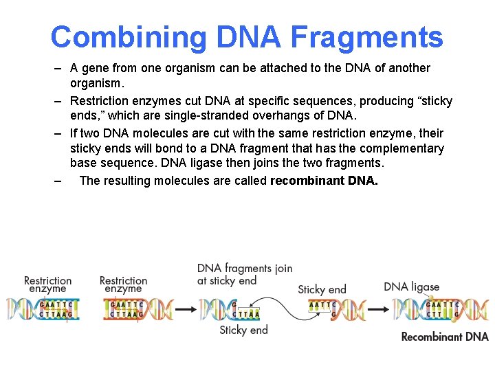15 2 Recombinant DNA Copying DNA How do