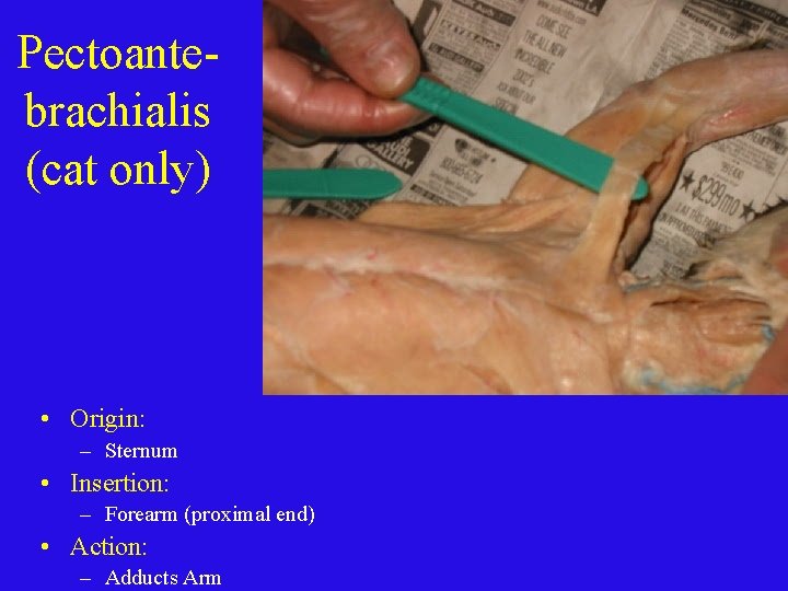 Anatomy Review Cat Muscles Written by Eduardo Alvarez
