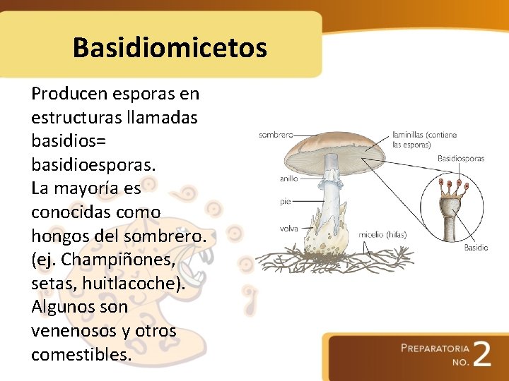 rea Acadmica Biologa Tema Reino Fungi Profesor L
