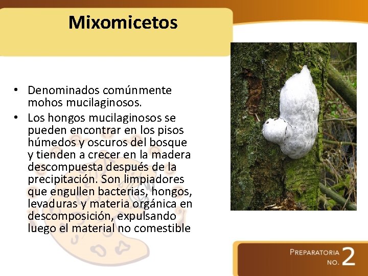 rea Acadmica Biologa Tema Reino Fungi Profesor L