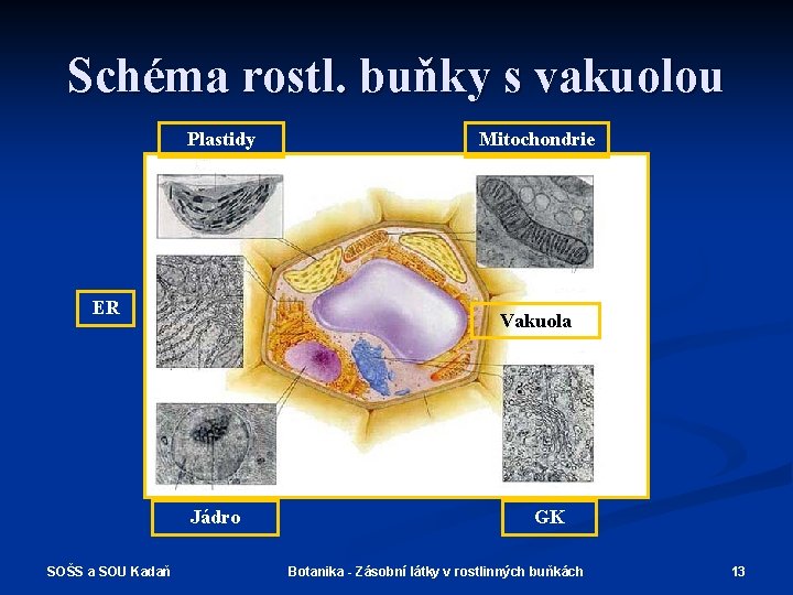 BOTANIKA ORGANELY ROSTLINNCH BUNK PLASTIDY CHROMOPLASTY LEUKOPLASTY VAKUOLY