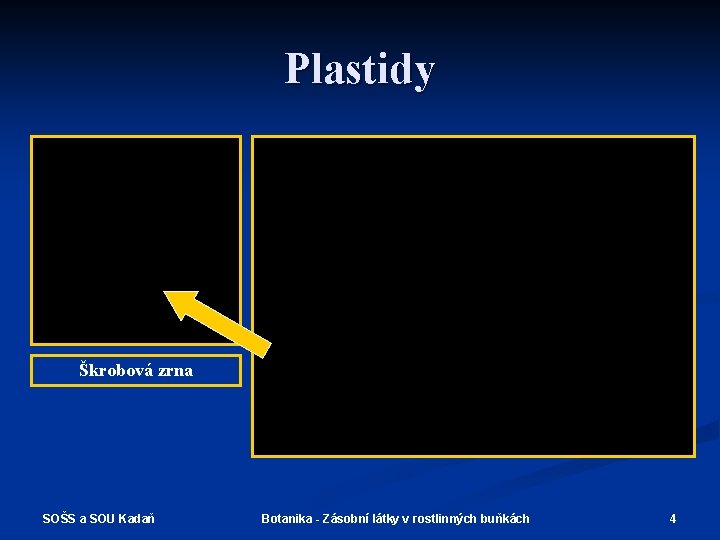 BOTANIKA ORGANELY ROSTLINNCH BUNK PLASTIDY CHROMOPLASTY LEUKOPLASTY VAKUOLY
