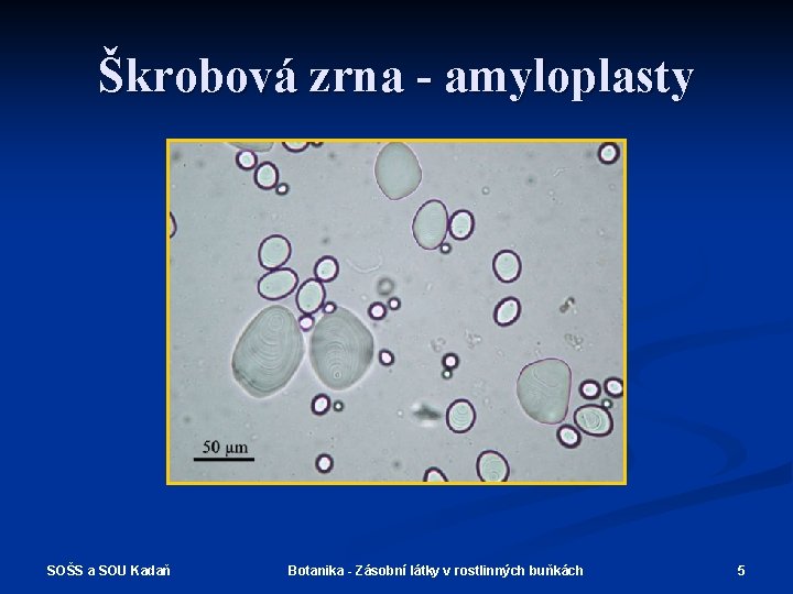 BOTANIKA ORGANELY ROSTLINNCH BUNK PLASTIDY CHROMOPLASTY LEUKOPLASTY VAKUOLY