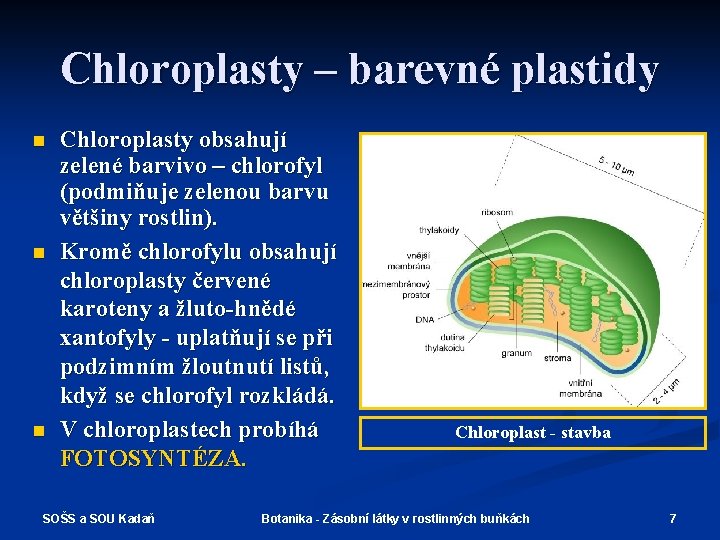 BOTANIKA ORGANELY ROSTLINNCH BUNK PLASTIDY CHROMOPLASTY LEUKOPLASTY VAKUOLY