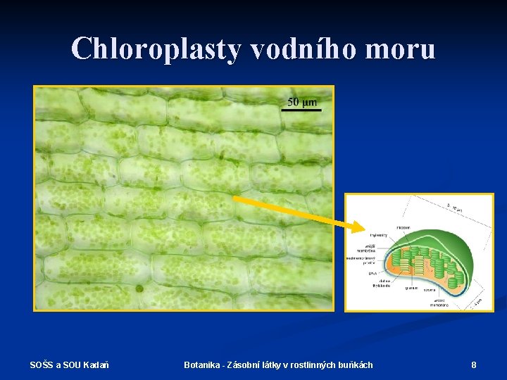 BOTANIKA ORGANELY ROSTLINNCH BUNK PLASTIDY CHROMOPLASTY LEUKOPLASTY VAKUOLY