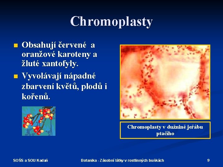 BOTANIKA ORGANELY ROSTLINNCH BUNK PLASTIDY CHROMOPLASTY LEUKOPLASTY VAKUOLY