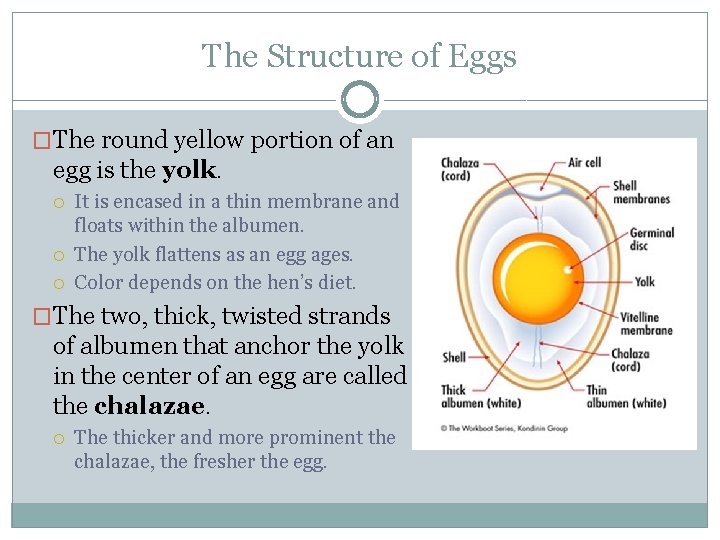 The Structure of Eggs The hard shell is