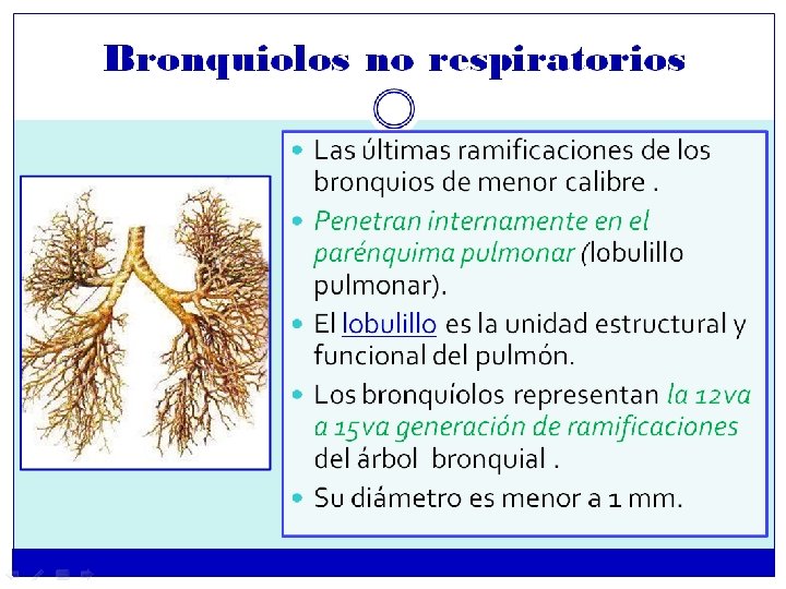 SISTEMA RESPIRATORIO Dra Jacqueline Vargas Contenido Definicin Estructuras