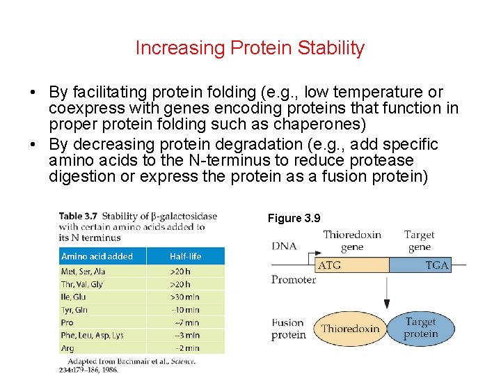 Production of Recombinant Proteins Protein Production in Prokaryotic