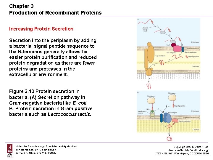 Production of Recombinant Proteins Protein Production in Prokaryotic