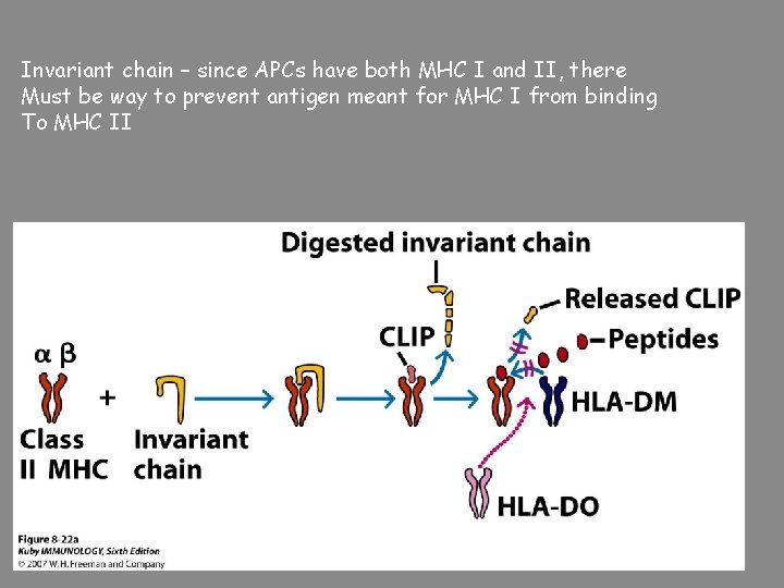 Chapter 8 Major Histocompatibility Complex Dr Capers IMMUNOLOGY